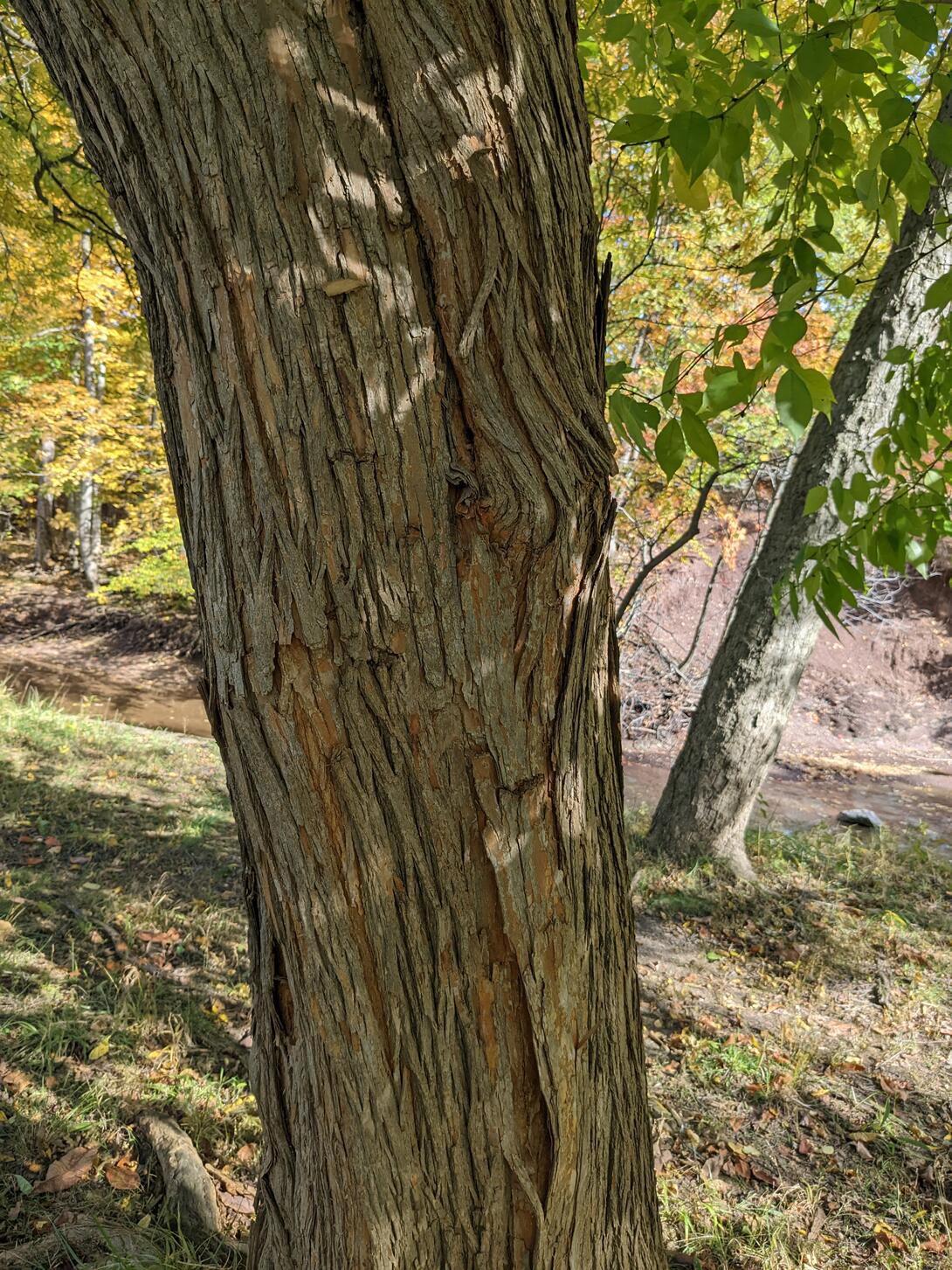 Osage-Orange | CMP Tree Selection Tool